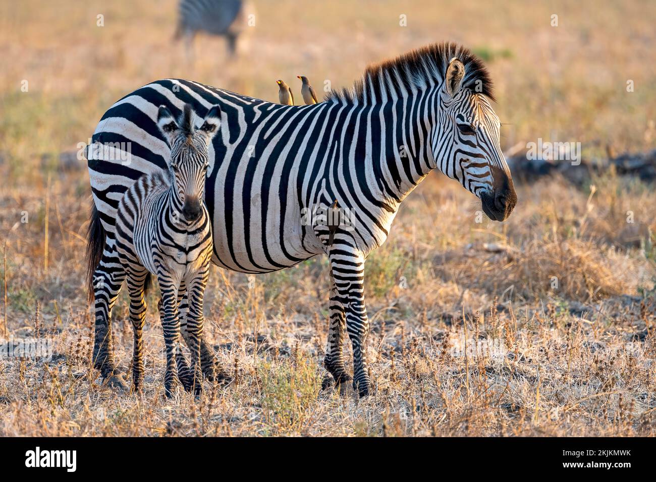 Plains Zebra of the subspecies crawshay's zebra (Equus quagga crawshayi ...