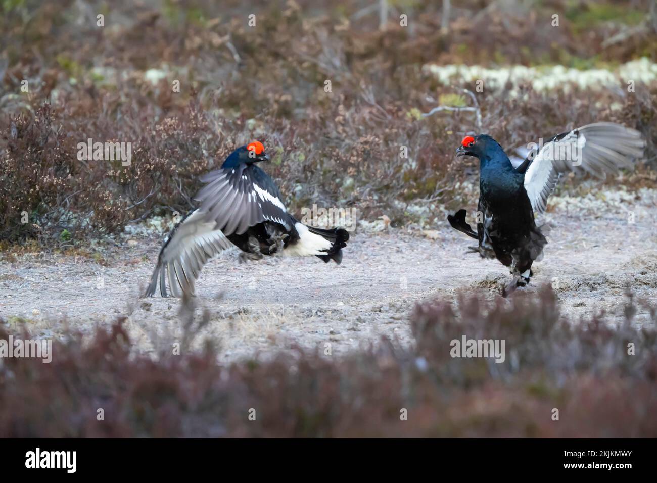 Black grouse (Tetrao tetrix) male, courting, Sweden, Europe Stock Photo ...