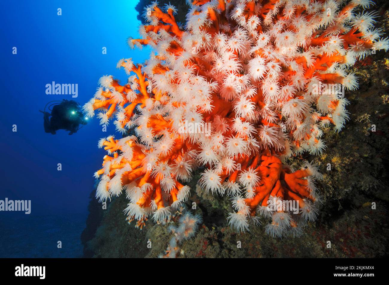 Outstretched polyps with white tentacles of red tree coral ...