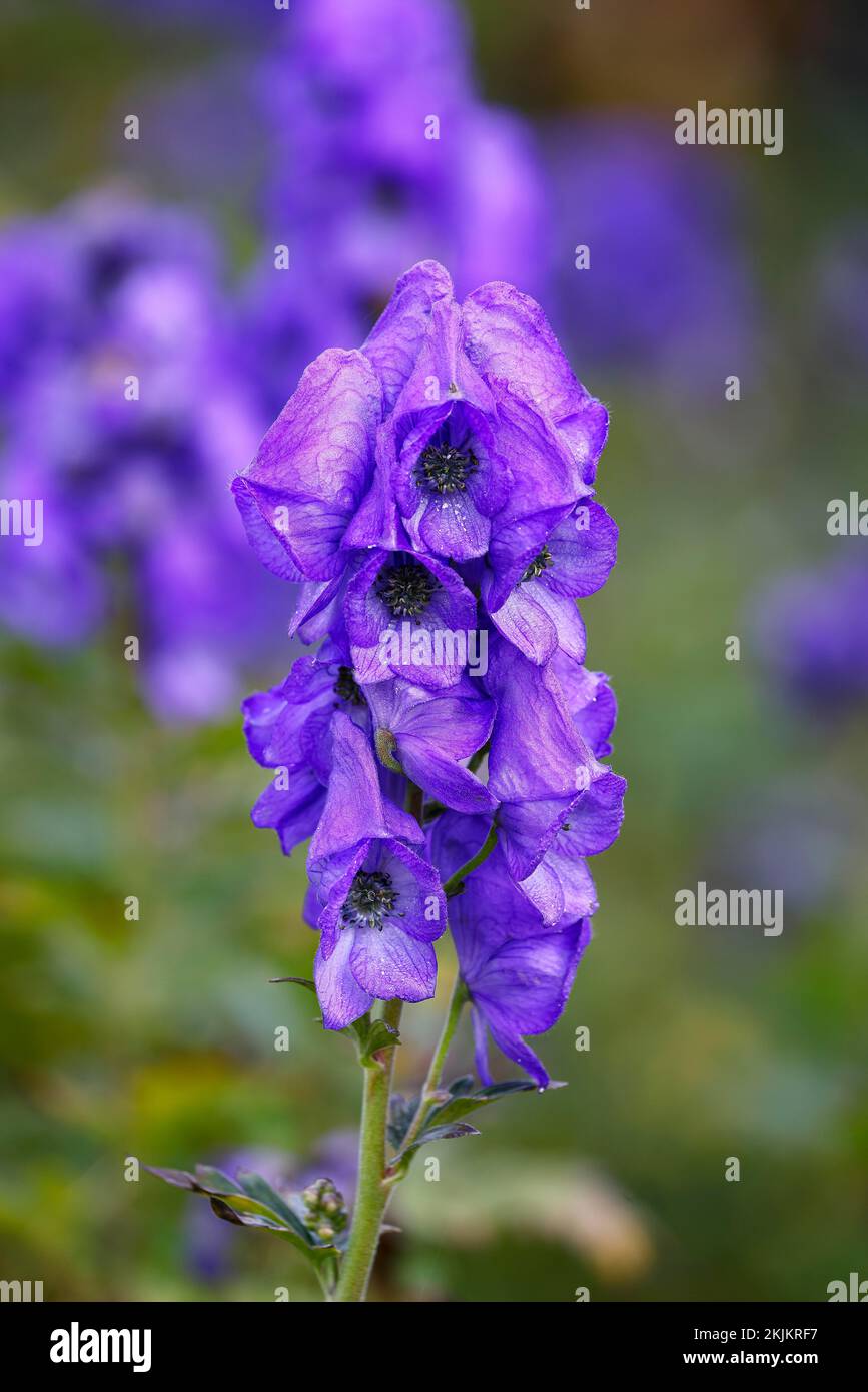 Monkshood (Aconitum carmichaelii arendsii), autumn monkshood, native ...