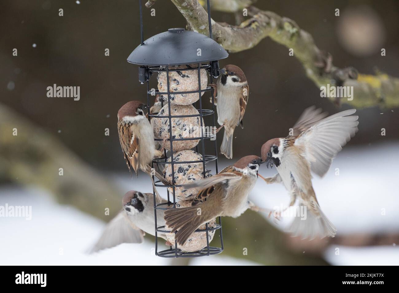 Tree sparrow several birds hanging from feeder pole and flying ...