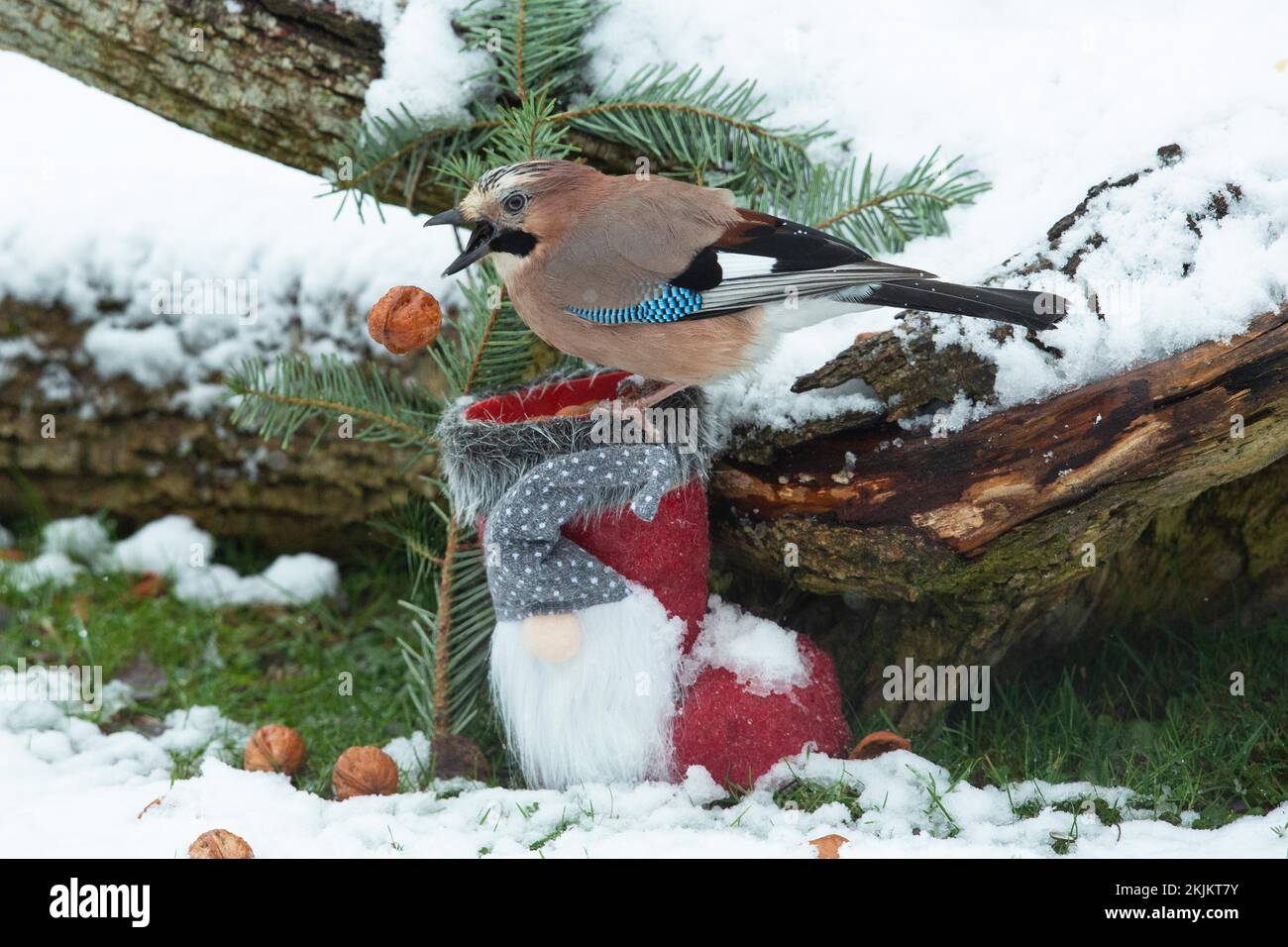 Eurasian Jay nut falling from open beak onto Santa's boot sitting in ...