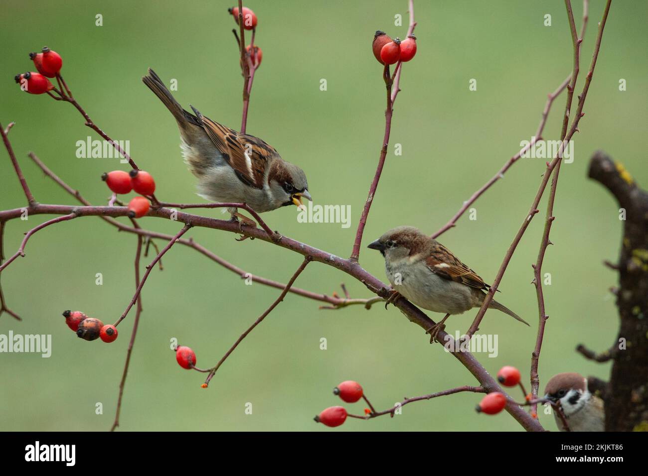 Tree sparrow two birds sitting on branches with red rose hips calling ...