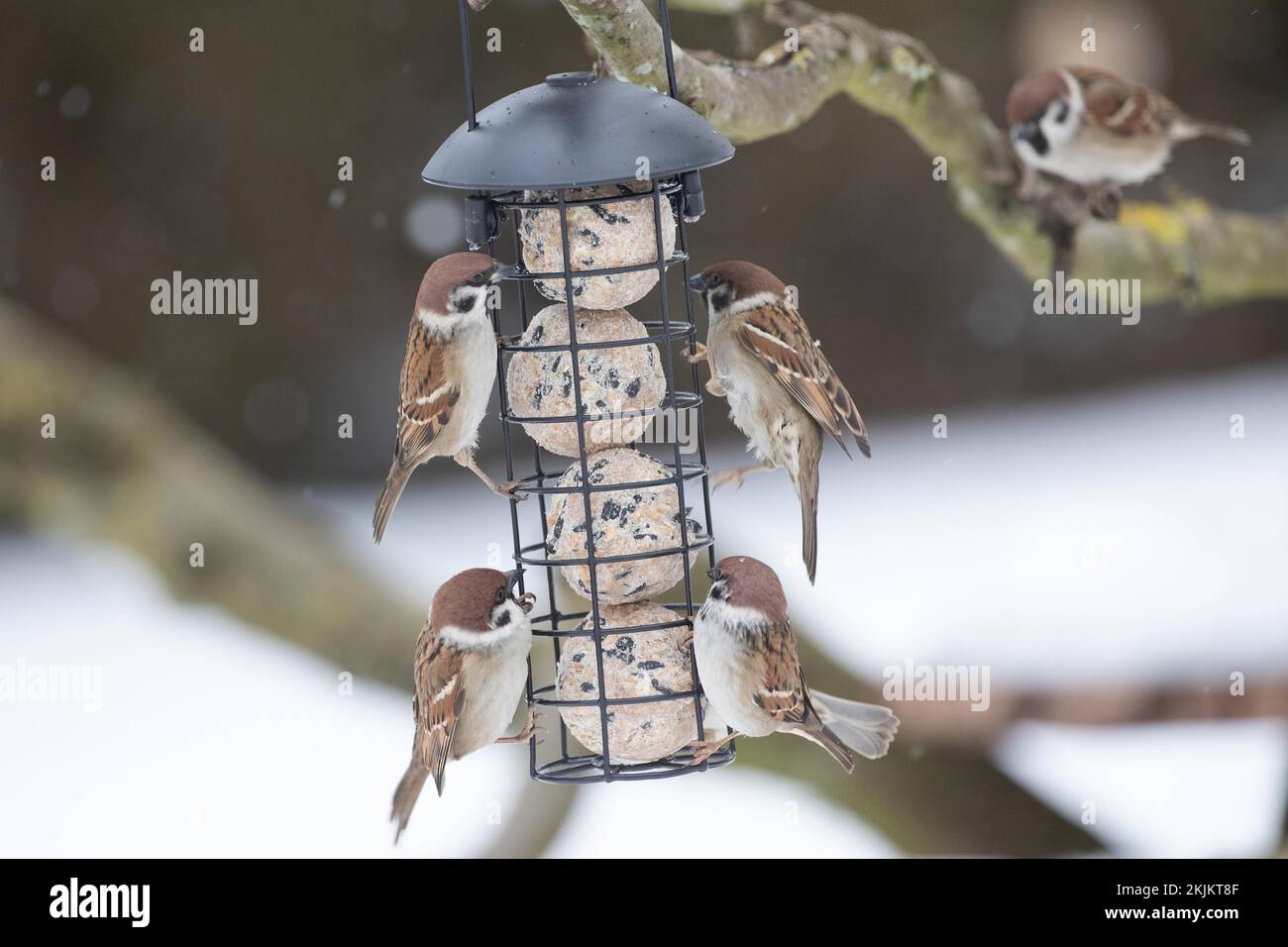 Tree sparrow four birds hanging from feeder pole different sightings ...
