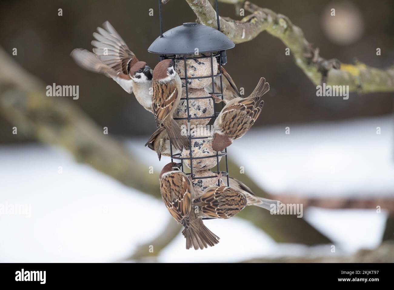 Tree sparrow several birds hanging on feeder pole different sightings ...