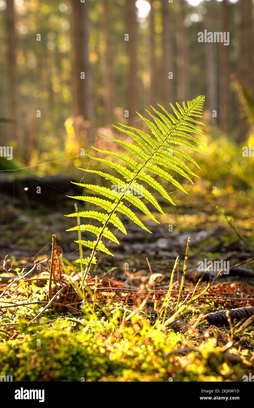 Black fern tree black fern tree hi-res stock photography and images - Alamy