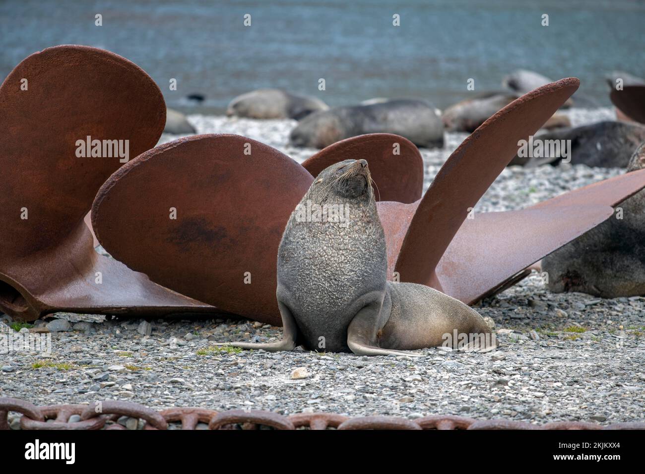 South bear island hi-res stock photography and images - Alamy