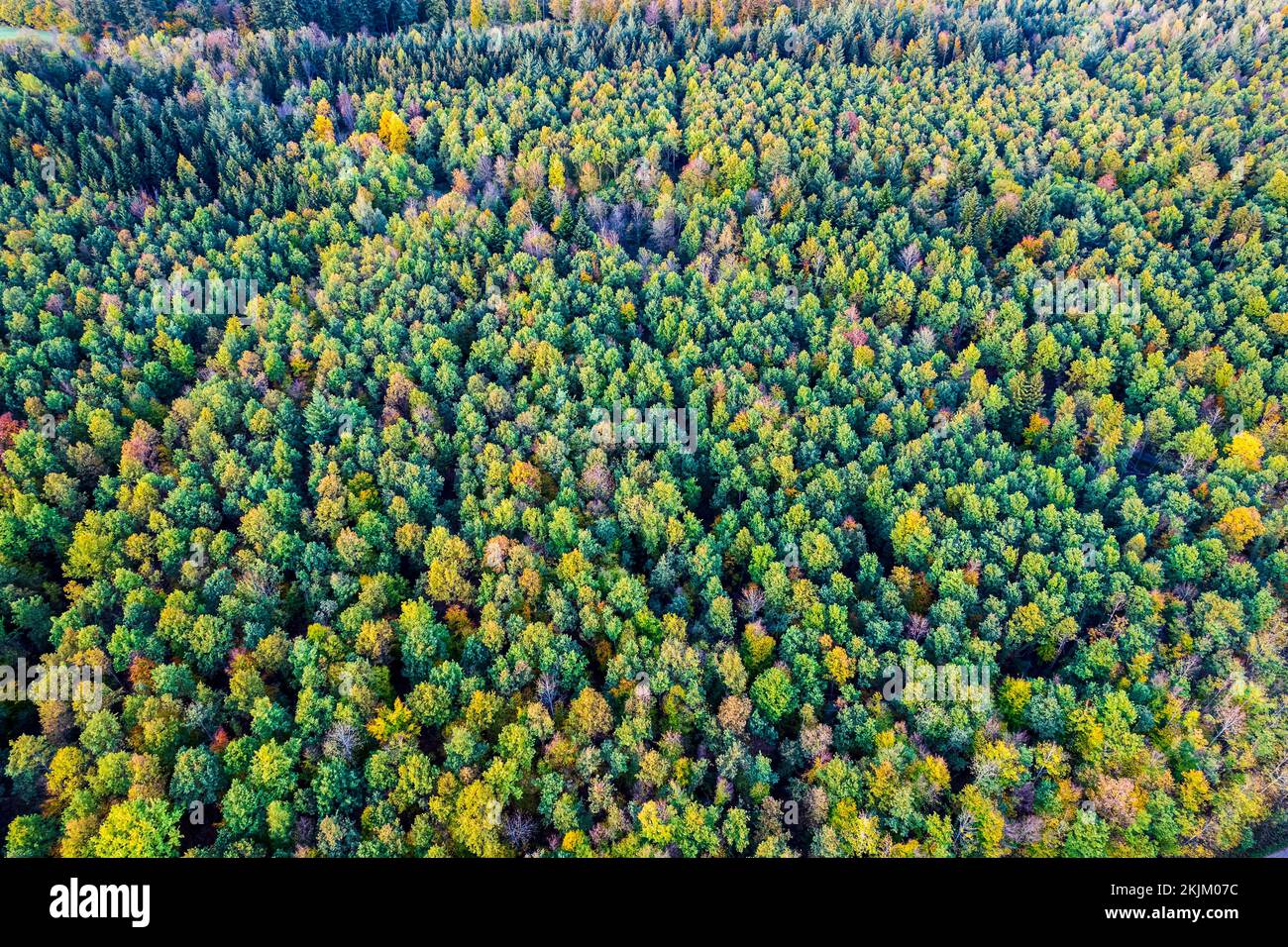 Drone view of forest in autumn, region Swabian Forest, Baden ...