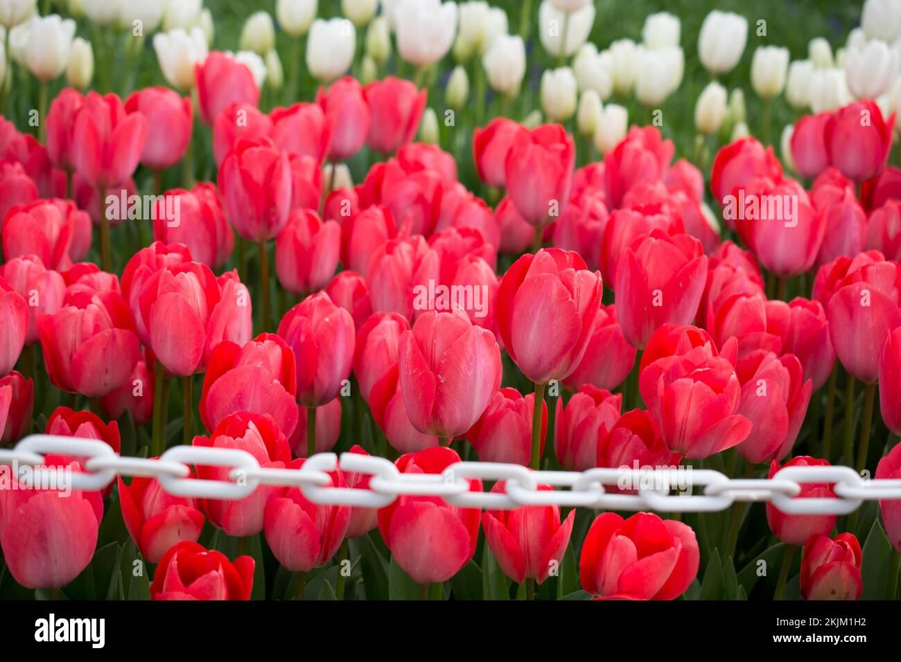 Tulips of various colors in nature in spring time Stock Photo - Alamy