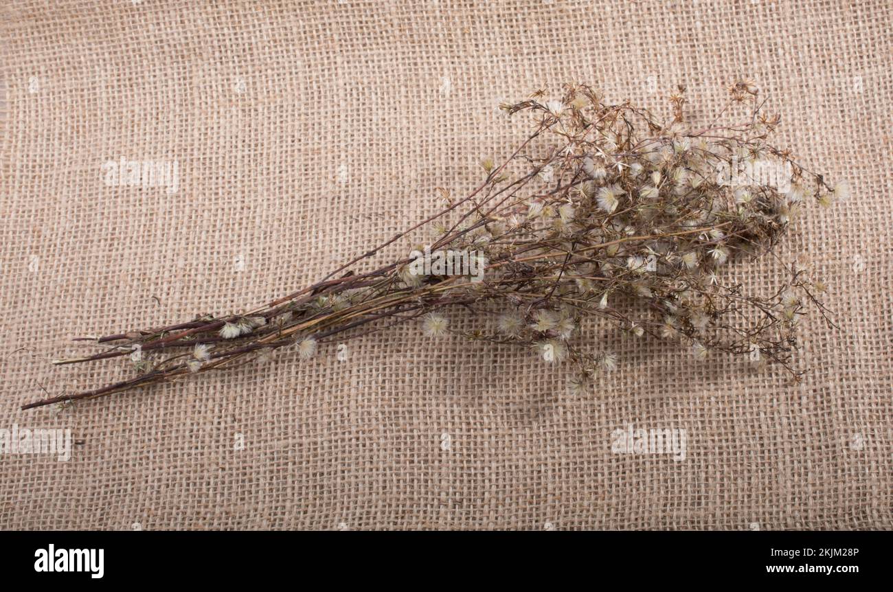 Beautiful colorful natural flowers in dry form Stock Photo - Alamy