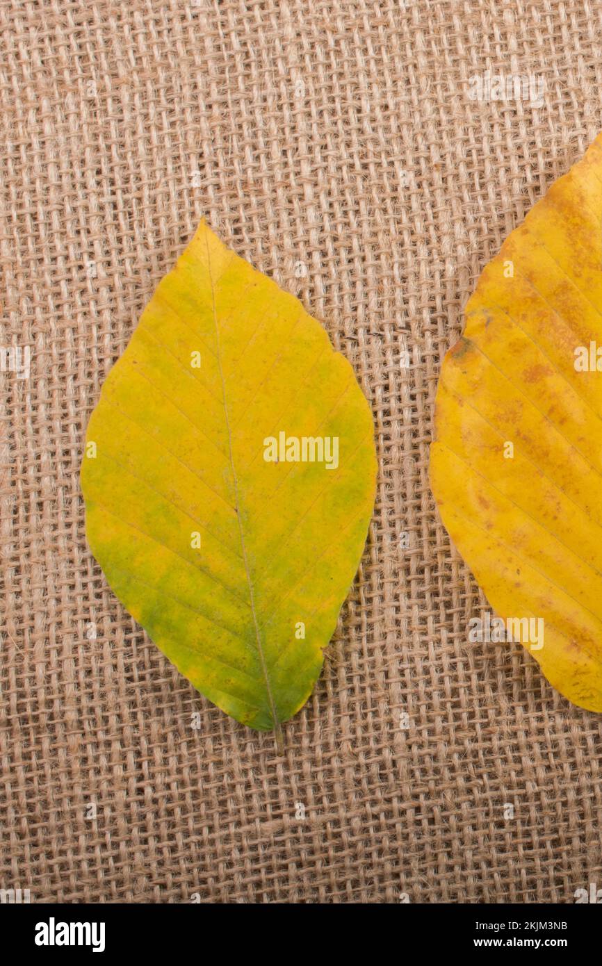 Dry Autumn season leaves on linen canvas Stock Photo - Alamy