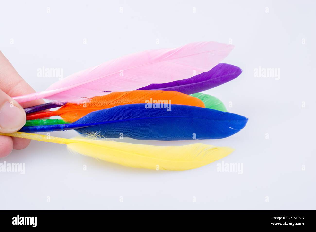 Collection of bright colored decorative feathers in hand Stock Photo ...