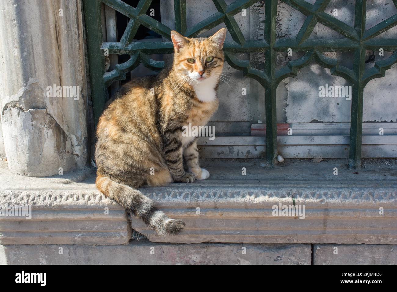 Stray cat seen in the street of the city Stock Photo - Alamy
