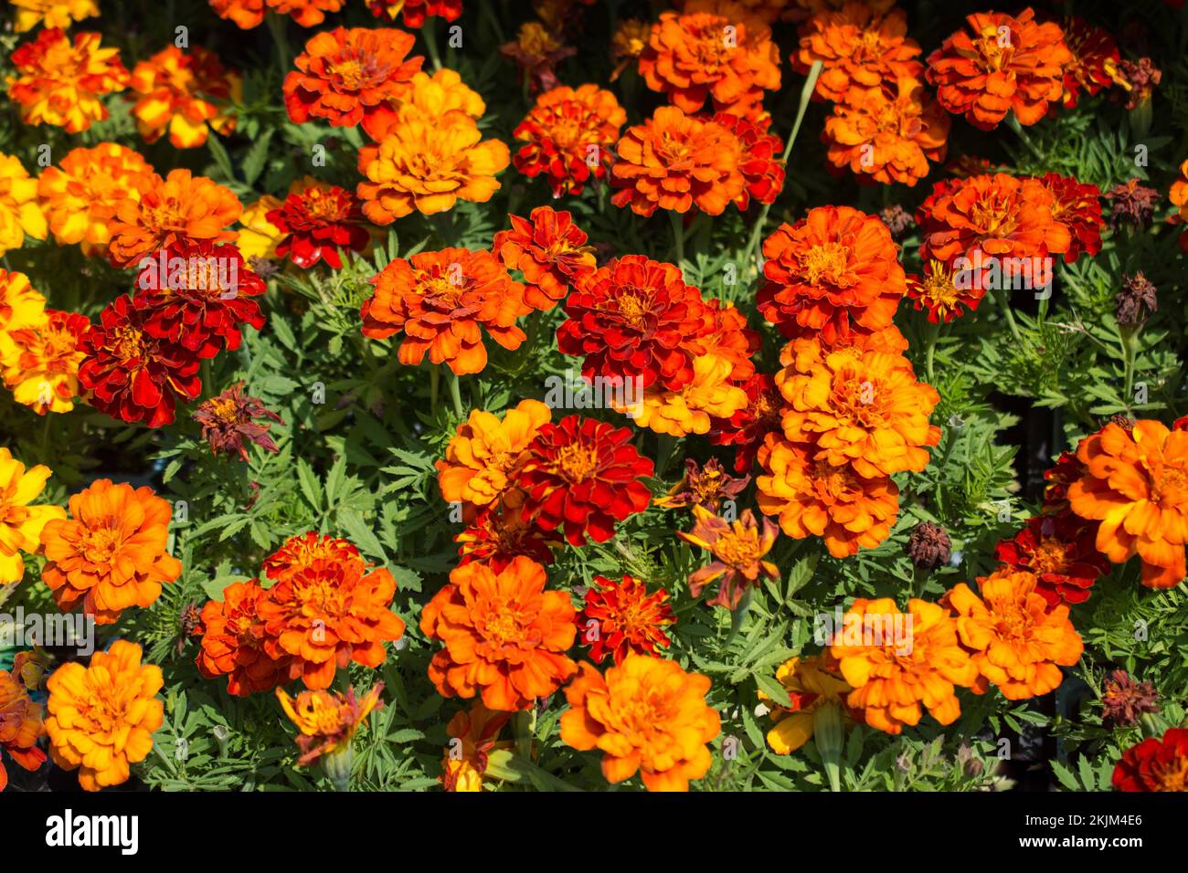 Flower bed as a background with many beautiful colorful flowers Stock ...