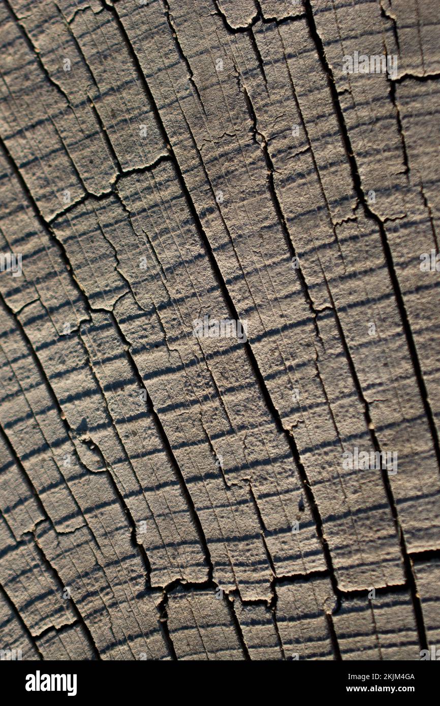 Cut tree stump surface as a background texture Stock Photo - Alamy
