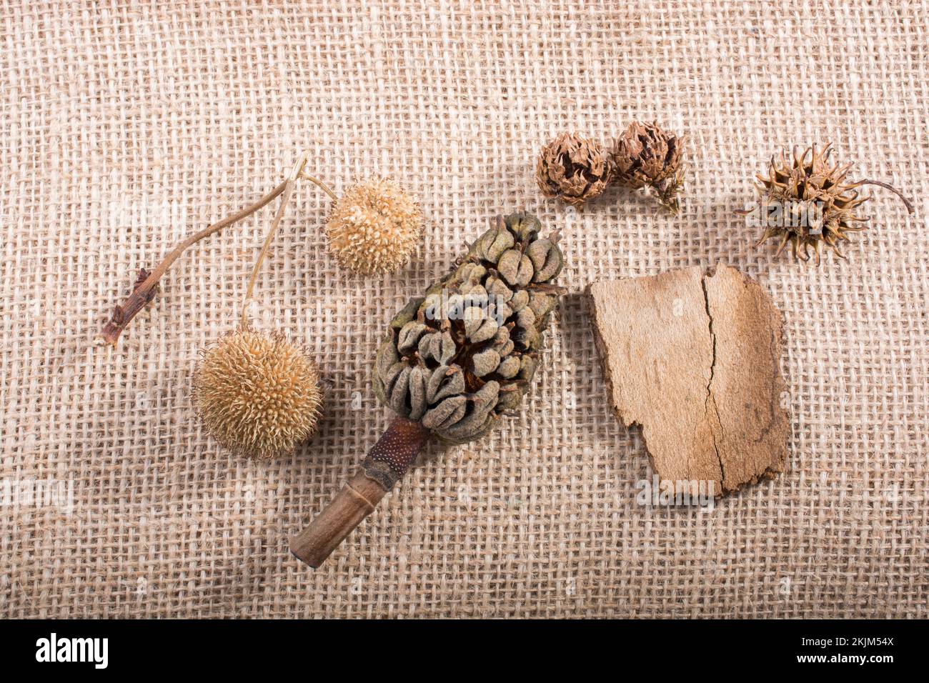 Pod, cone or capsule on a background Stock Photo - Alamy