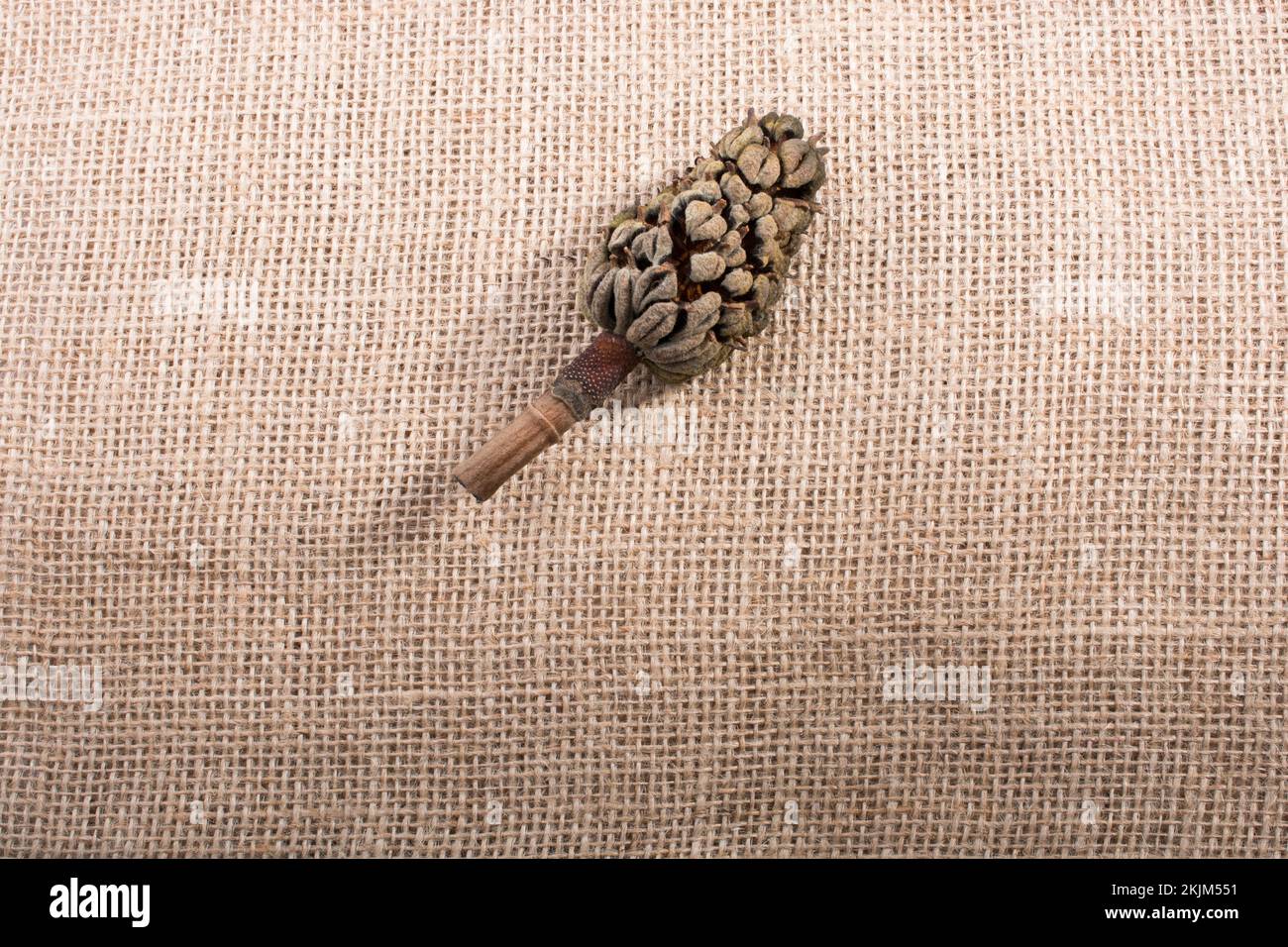 Pod, cone or capsule on a background Stock Photo - Alamy