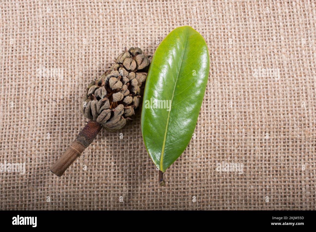 Separate Autumn dry leaf, pod and cone in view Stock Photo - Alamy