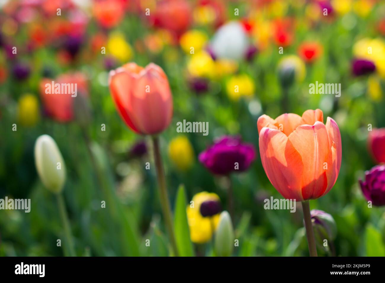Tulips of various colors in nature in spring time Stock Photo - Alamy