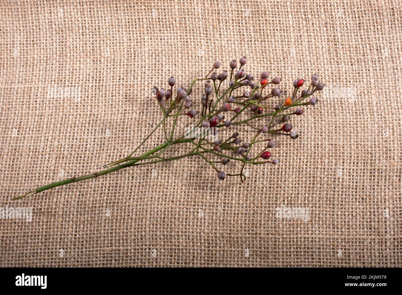 Beautiful colorful natural flowers in dry form Stock Photo - Alamy