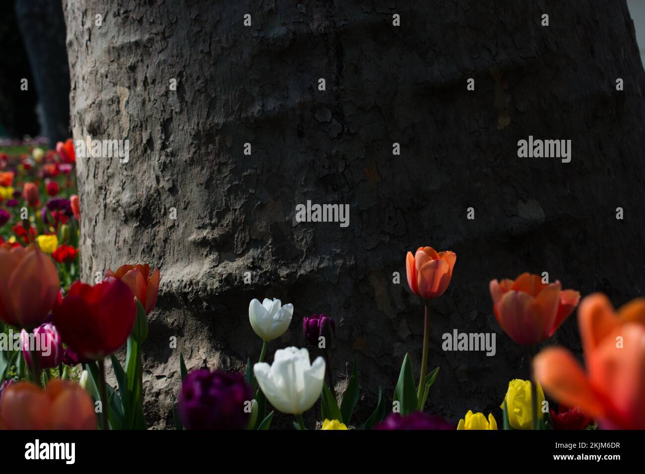 Tulips in nature hi-res stock photography and images - Alamy