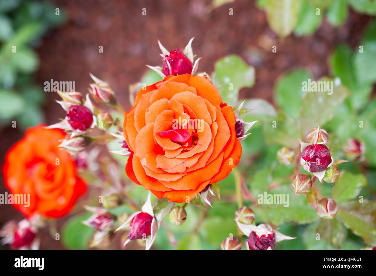Blooming beautiful colorful roses in the garden background Stock Photo ...