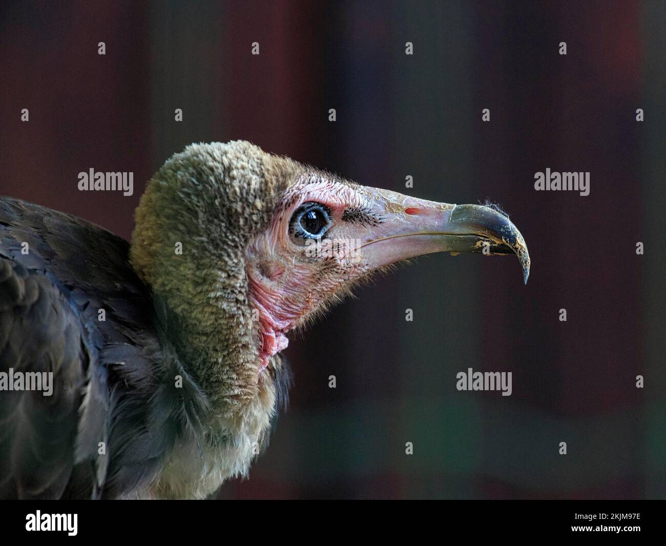 Hooded vulture (Necrosyrtes monachus), captive, portrait, Bird Park ...