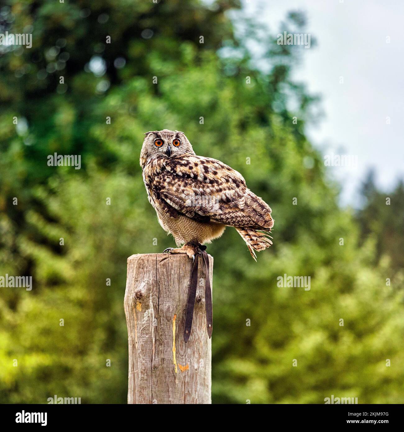 Eurasian eagle-owl (Bubo bubo), captive, Falconry Wildlife Park Neuhaus ...