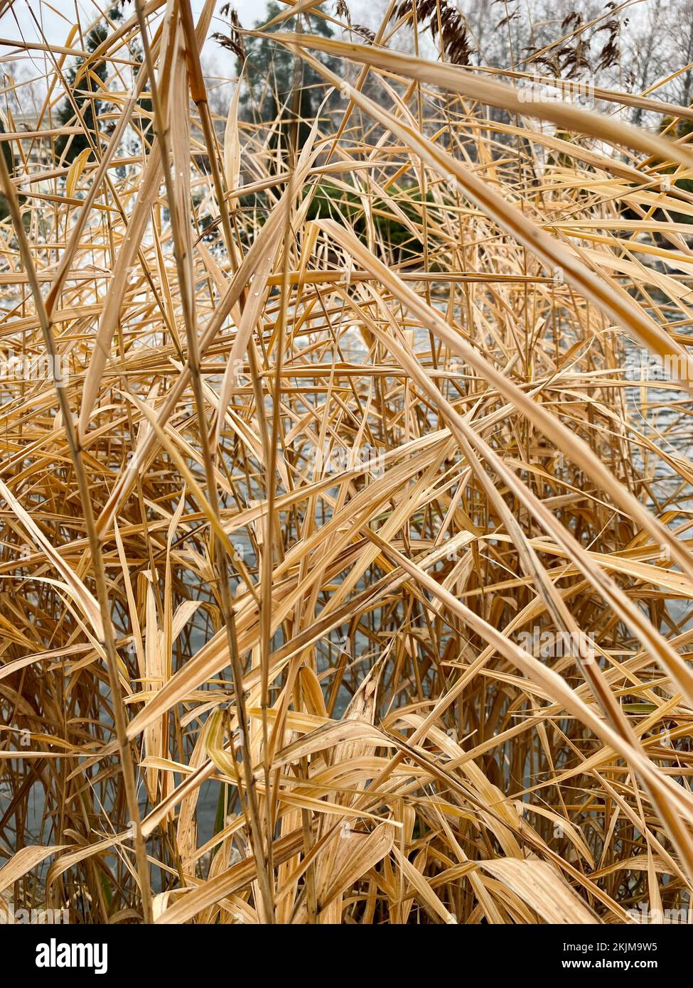 A vertical closeup of dry reed stalks captured by a lake Stock Photo ...