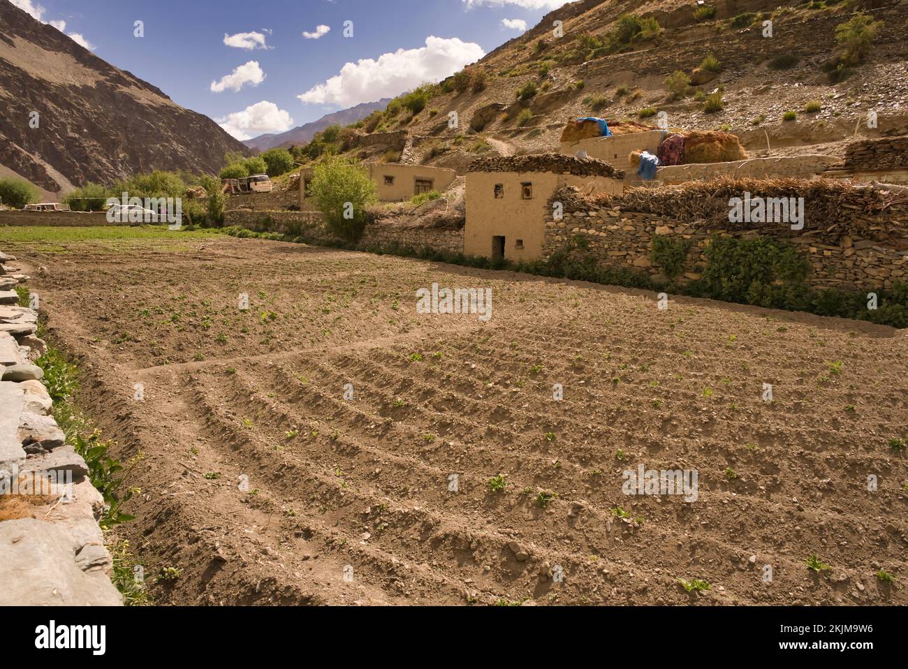 Agricultural landscape in cold desert regions of Zanskar valley of ...
