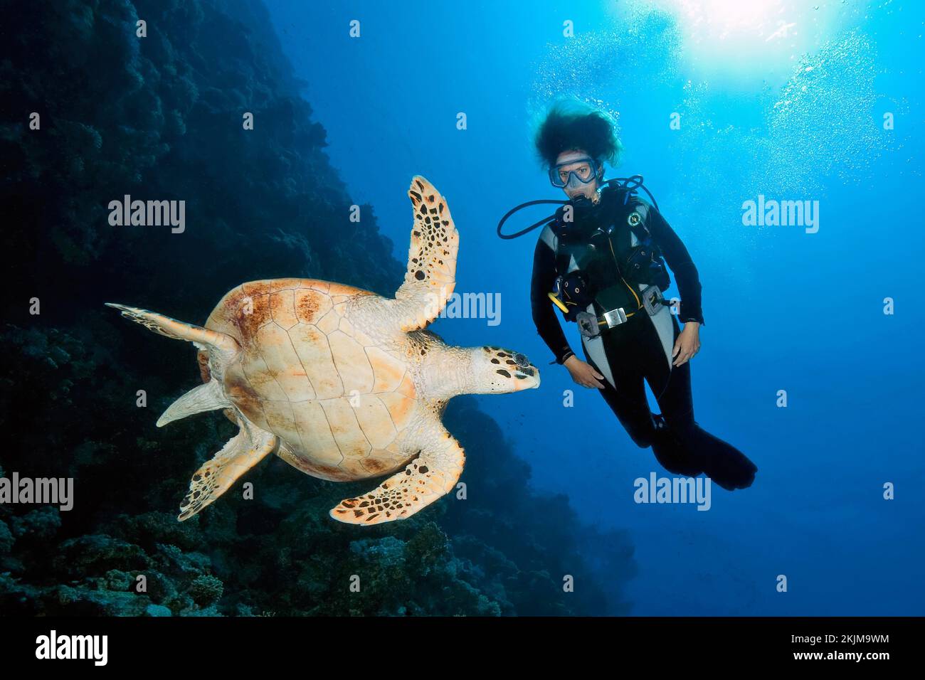 Diver looking on looking at large sea turtle swimming in foreground ...