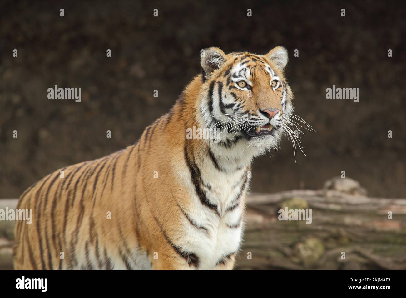 Siberian tiger (Panthera tigris altaica), look, look, captive Stock Photo - Alamy