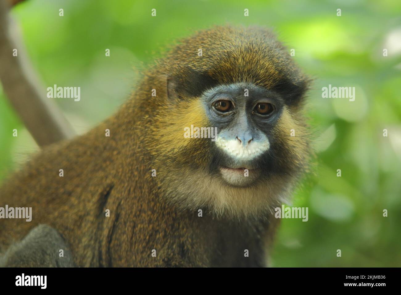 Anthropoidae hi-res stock photography and images - Alamy