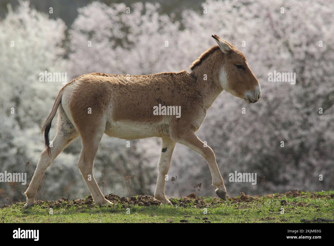 Kulan, Asiatic half ass, onager (Equus hemionus), onager, culane, half ass, Equidae, odd-toed ...