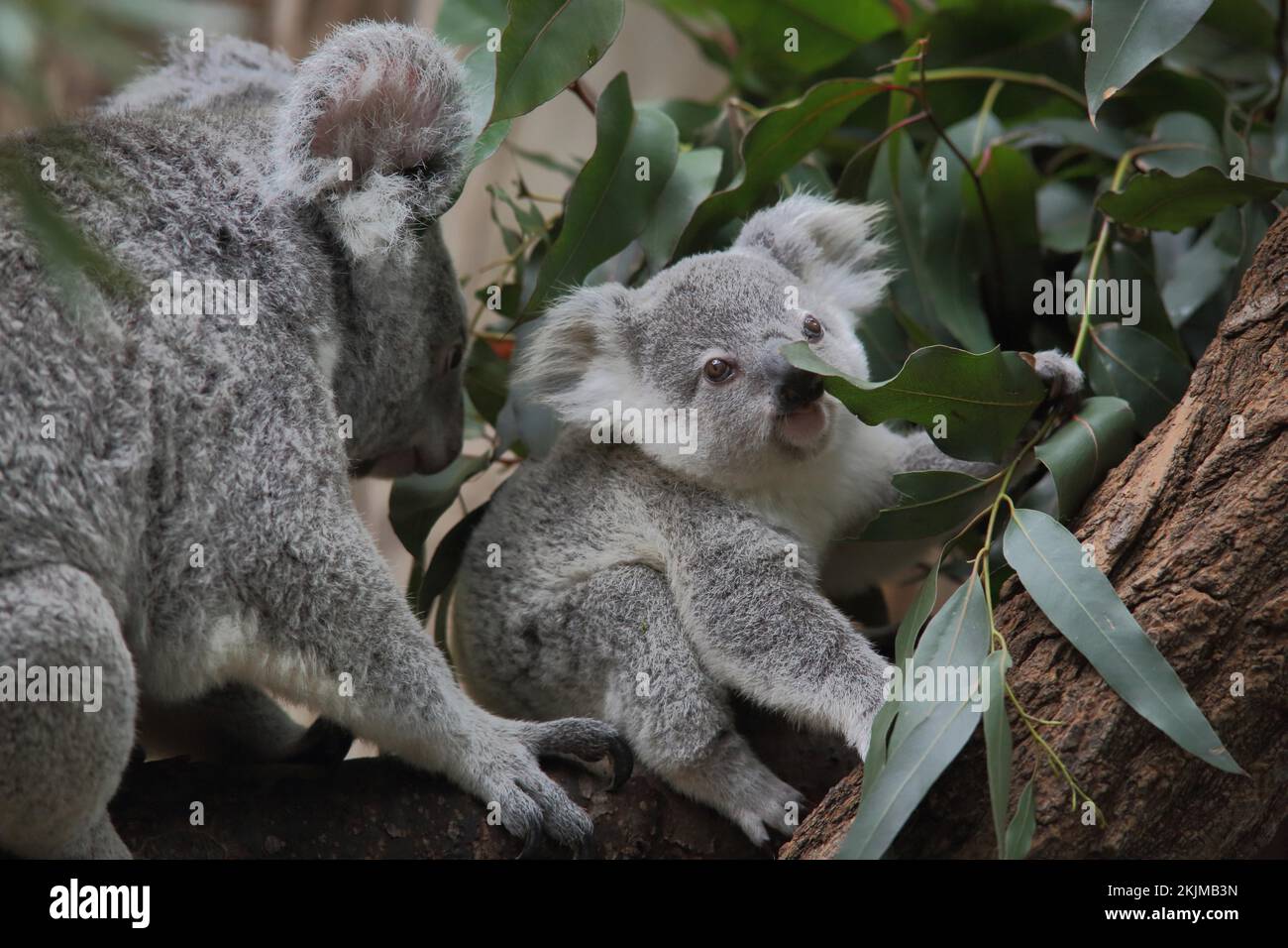 Two koala hi-res stock photography and images - Alamy