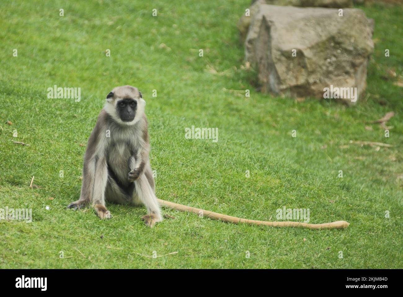 Northern plains gray langur (Semnopithecus entellus), ground, sitting ...