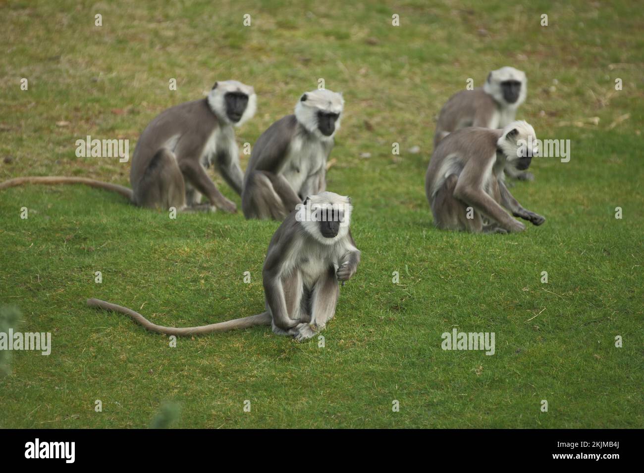 Group northern plains gray langur (Semnopithecus entellus), group, five ...