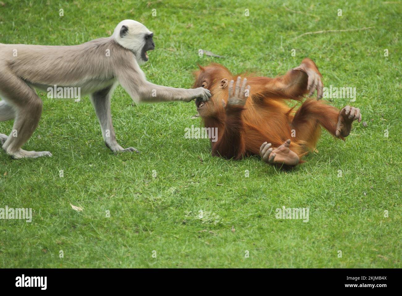 Young Bornean orangutan (Pongo pygmaeus) and hulman, young, grasp ...