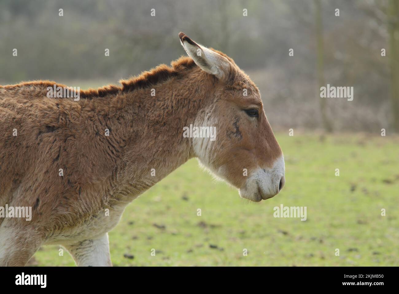 Kulan, Asiatic half ass, onager (Equus hemionus), onager, culane ...