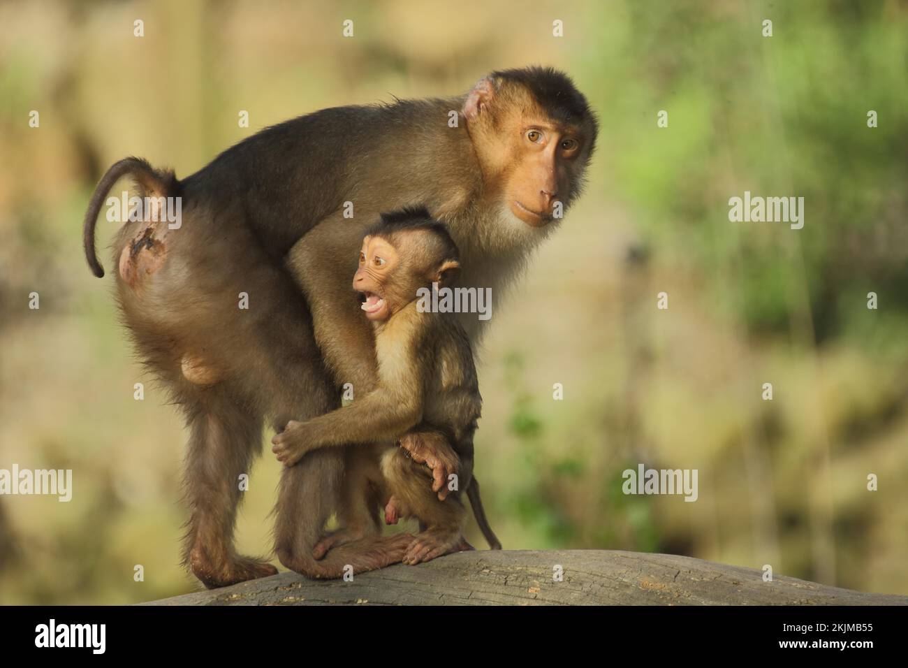 Pig tailed macaque group hi-res stock photography and images - Alamy