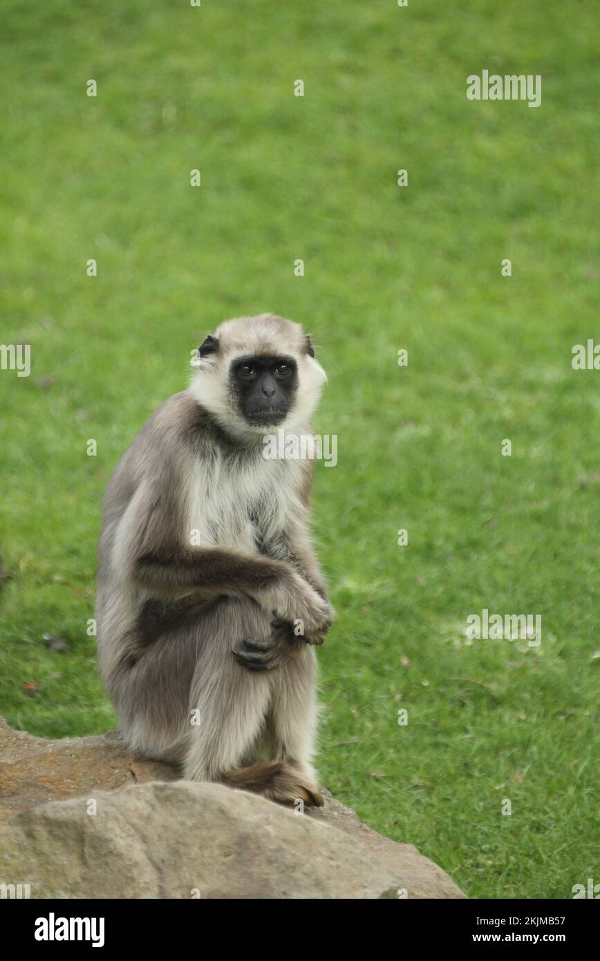 Northern plains gray langur (Semnopithecus entellus) (semnopithecus ...