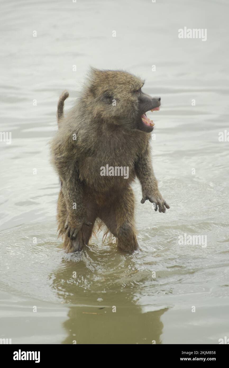 Anubis baboon (Papio anubis), standing, water, screaming, mouth, open ...