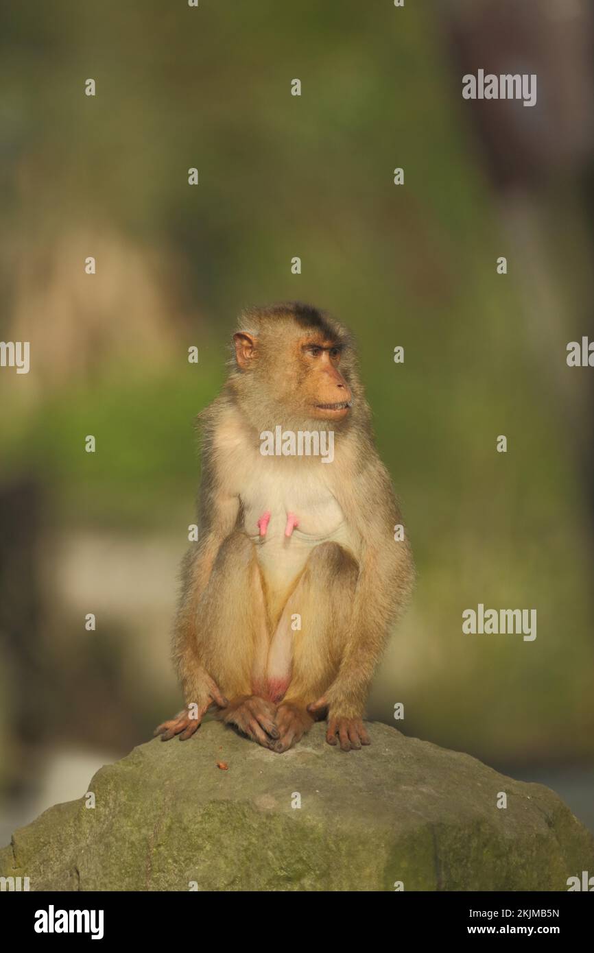 Porcupine monkey, female, teats, southern pig-tailed macaque (Macaca ...