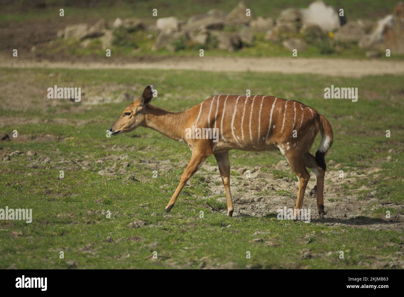 Nyala (Tragelaphus angasi), lowland nyala, antelope, antelope ...