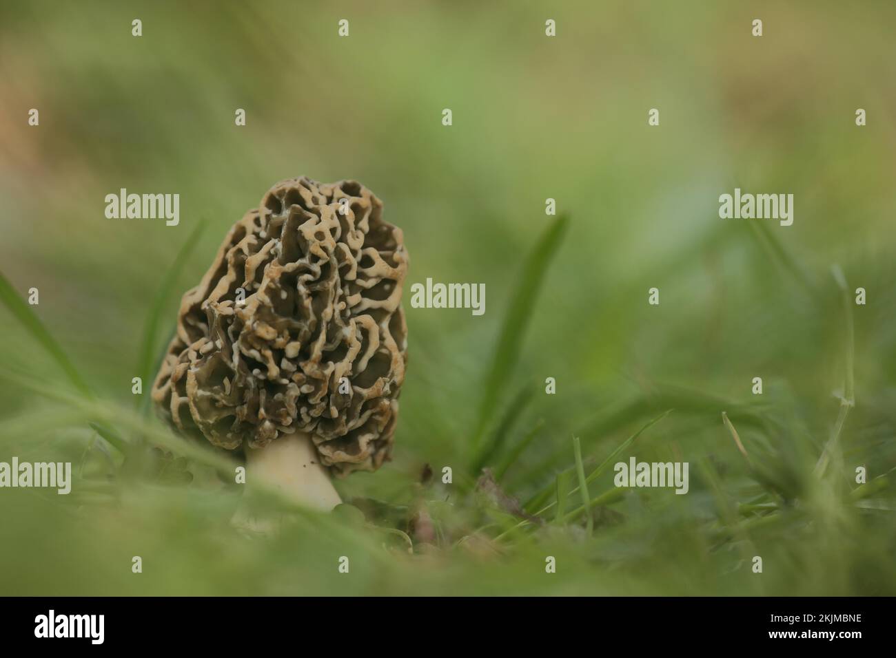 Grey edible morel, common morel, morels (Morchella vulgaris), morel ...