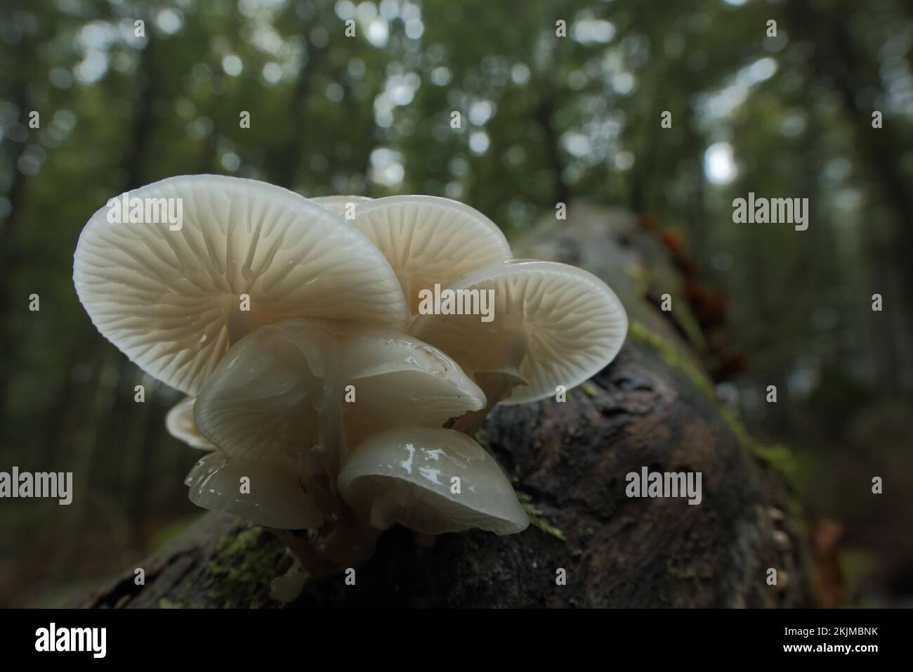 Beech slime, view from below, bokehs, forest, gloomy, clumps, group ...