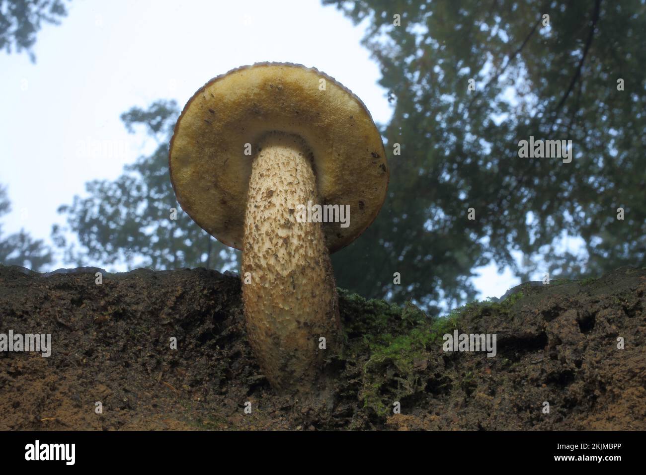 Oak red cap (Leccinum quercinum), view from below, aspen red cap ...