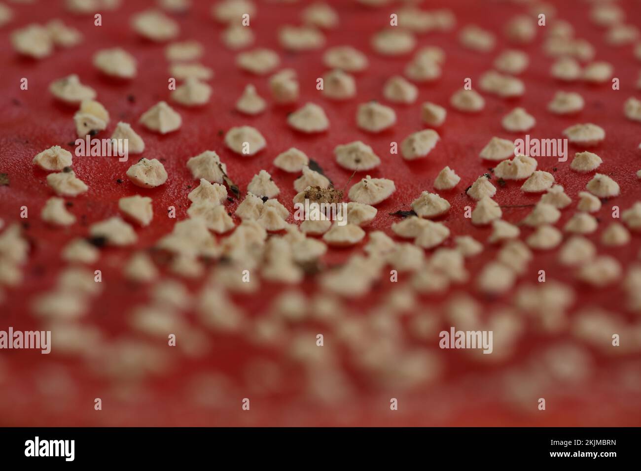 Hat of fly agaric (Amanita muscaria) (Agaricales), mushroom hat, detail ...
