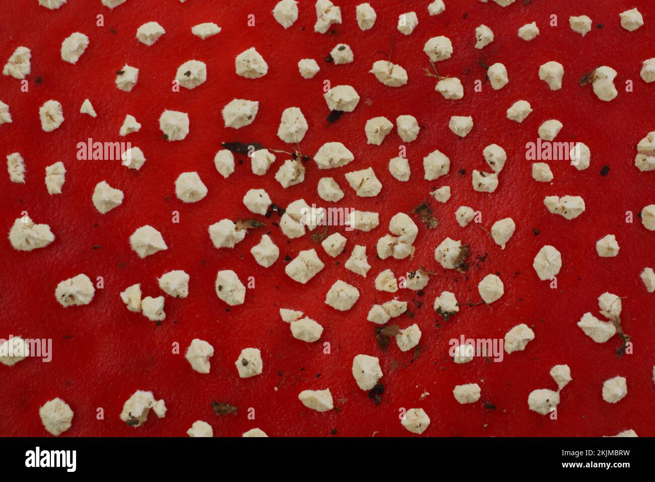 Cap of fly agaric (Amanita muscaria) (Agaricales), mushroom cap, detail ...