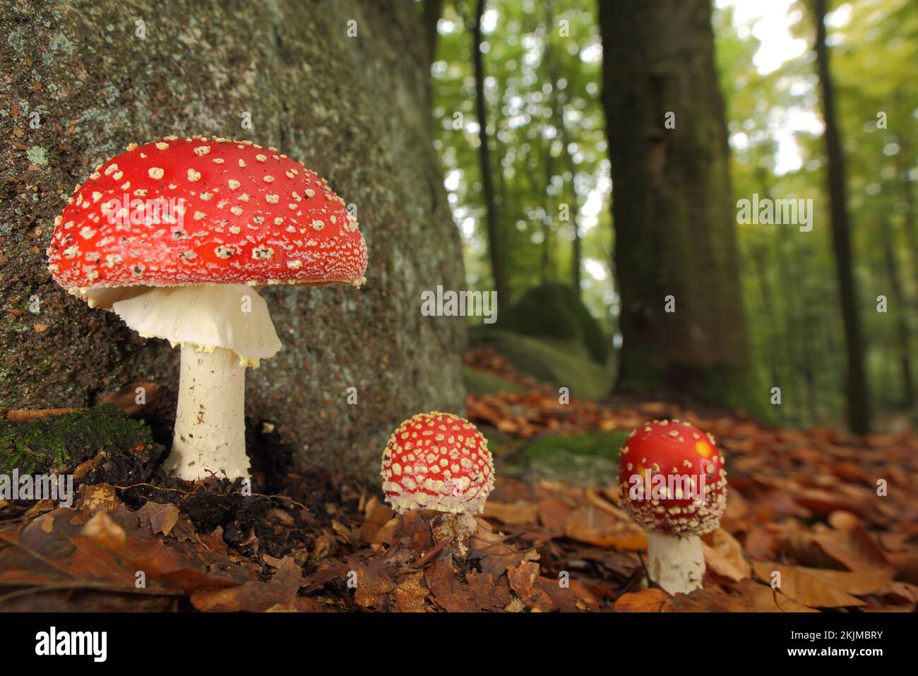 Three fly agarics (Amanita muscaria) (Agaricales), environment, forest ...